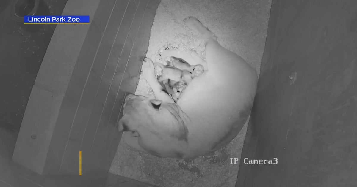 Lincoln Park Zoo S 3 Newest Lion Cubs Doing Well Cbs Chicago