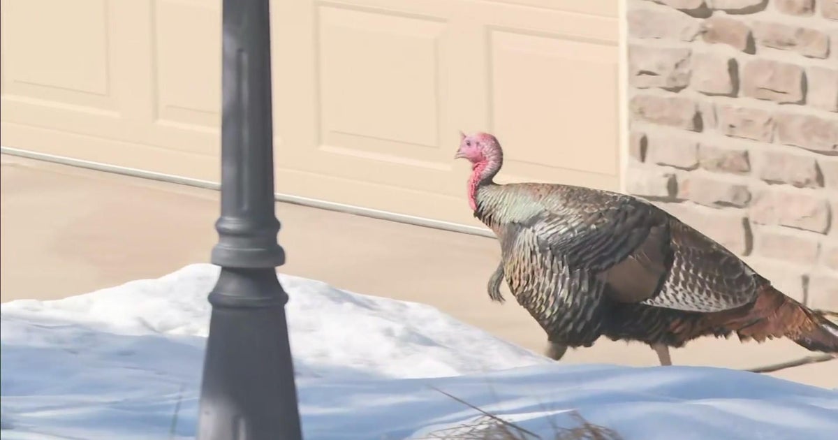 Population of wild turkeys is booming in Douglas County - CBS Colorado