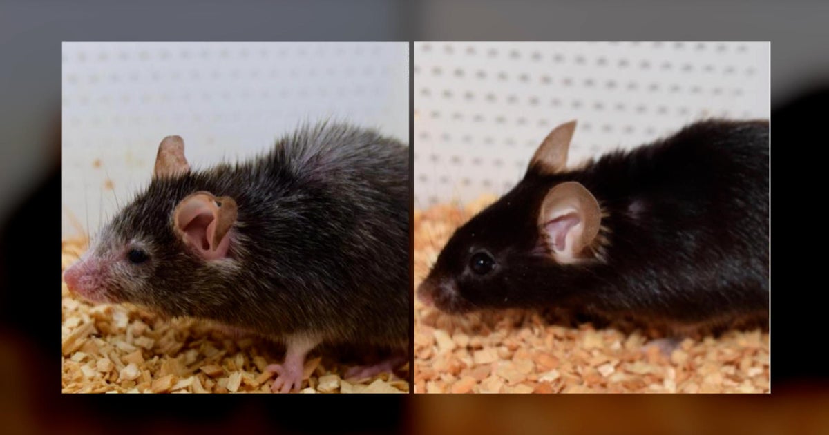 Old mice grow young again in study. Can people do the same? - CBS ...