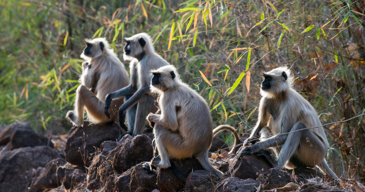 All monkeys accounted for after staff discover hole cut in habitat at ...