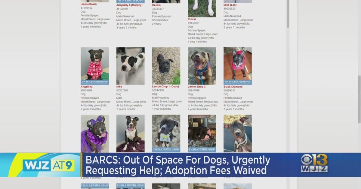 BARCS animal shelter out of dog space, waives adoption fees - CBS Baltimore