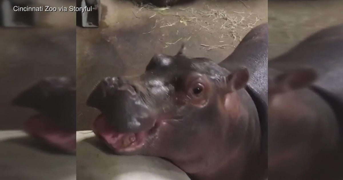 And now, a baby hippo plays with a ball - CBS Minnesota