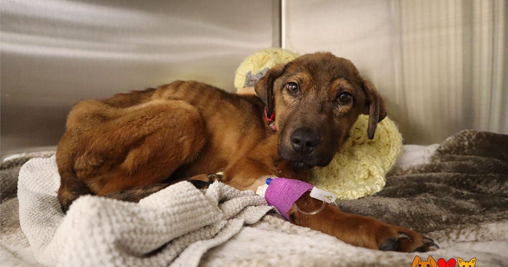 Reward offered for information related to emaciated puppy found in ...