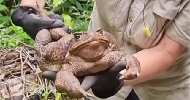 "Toadzilla" found in Australia - CBS News