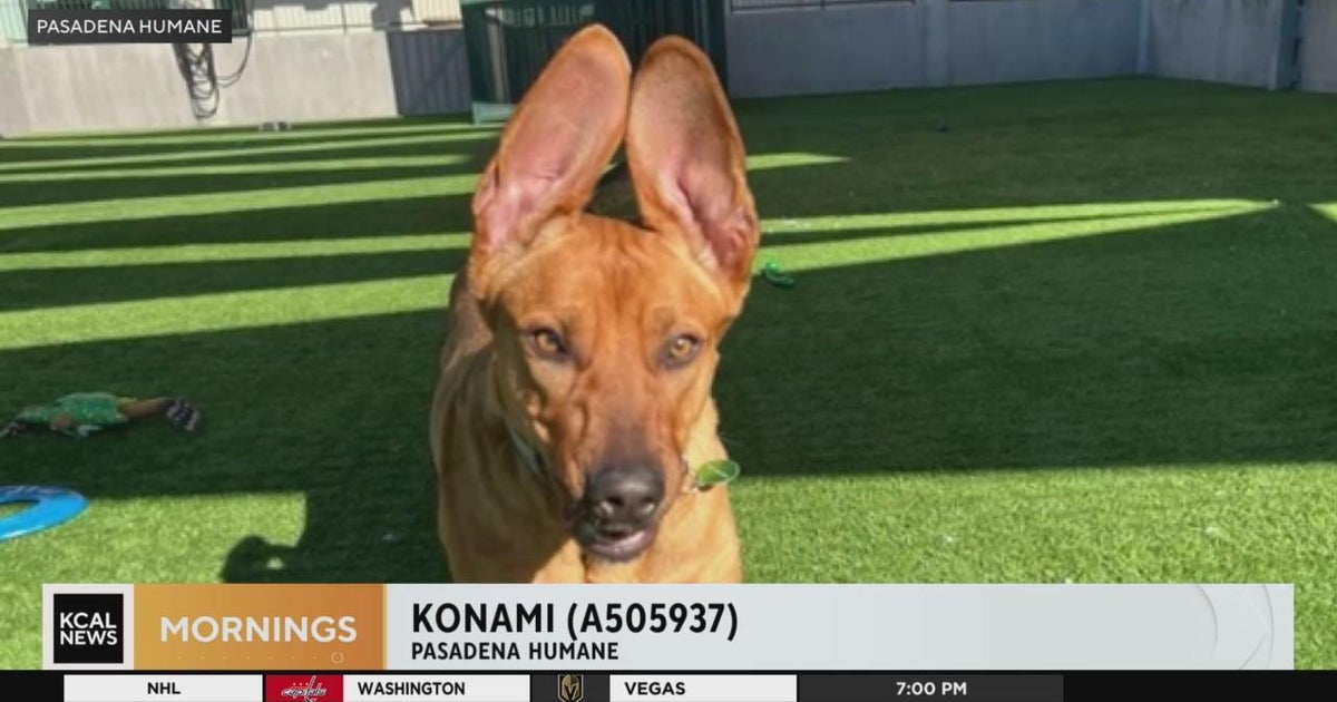 Pet of the Week: Konami - CBS Los Angeles