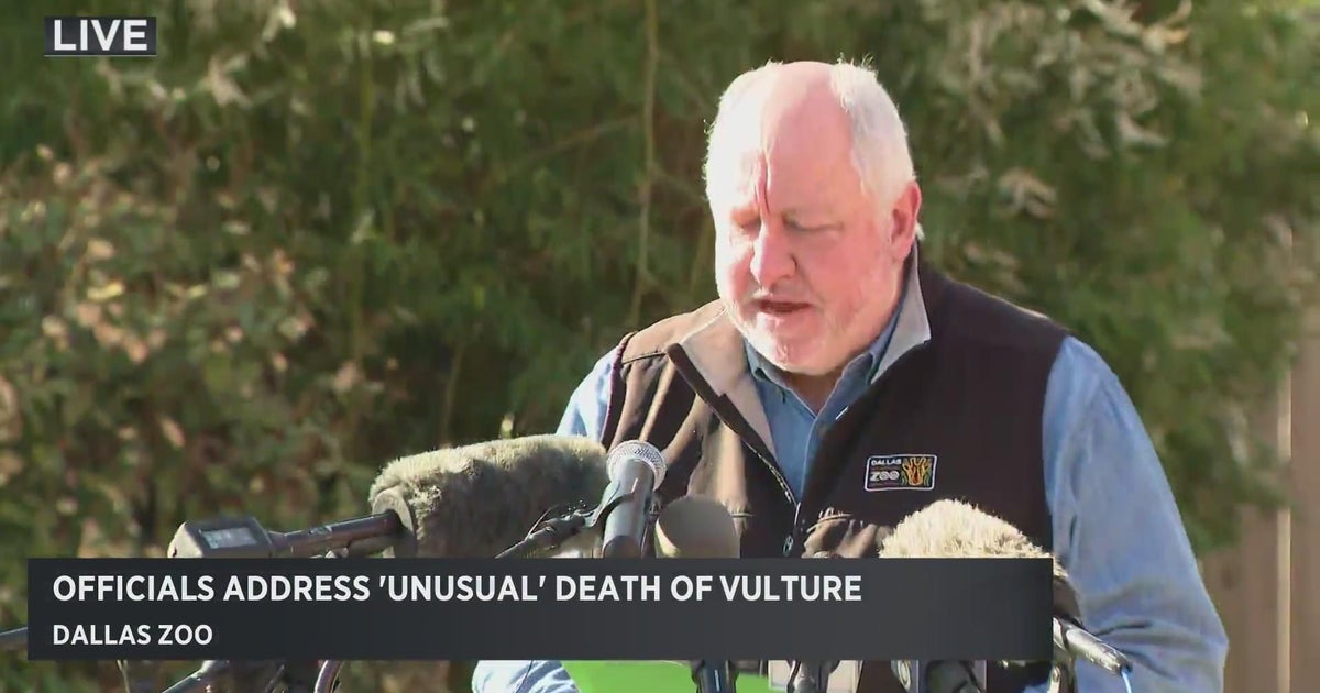 Dallas Zoo officials address 'unusual' vulture death - CBS Texas