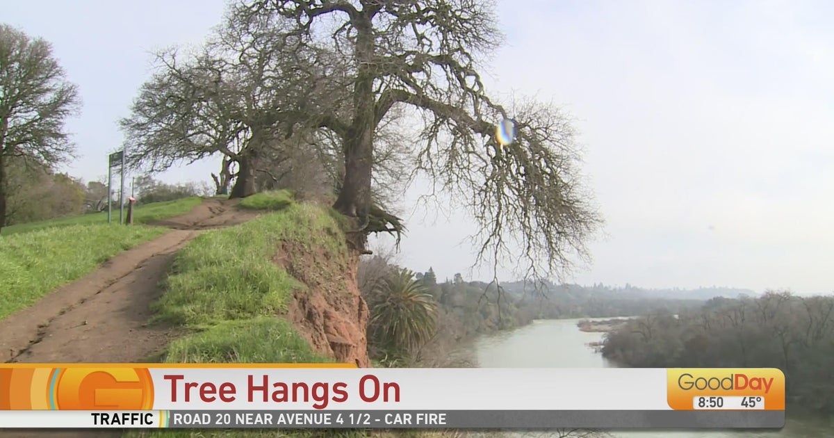 Iconic Fair Oaks Tree - Good Day Sacramento