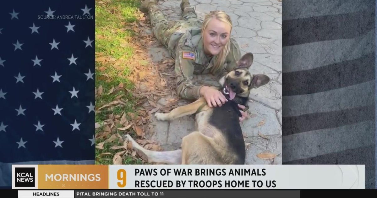 Paws of War brings cats and dogs rescued by troops back to U.S. - CBS ...