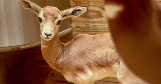 It's a girl! Maryland Zoo welcomes birth of Jinx, a female gazelle ...