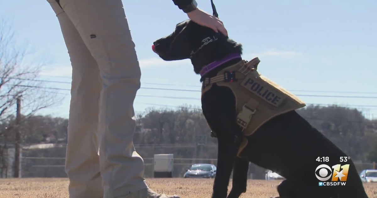 New police dogs sniff out stress to offer relief in high stress ...