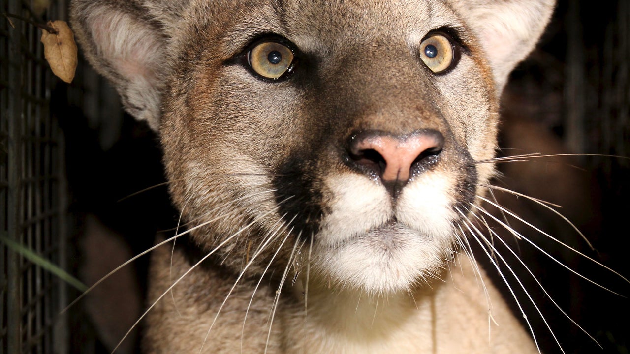 Mountain Lion news - Today’s latest updates - CBS San Francisco