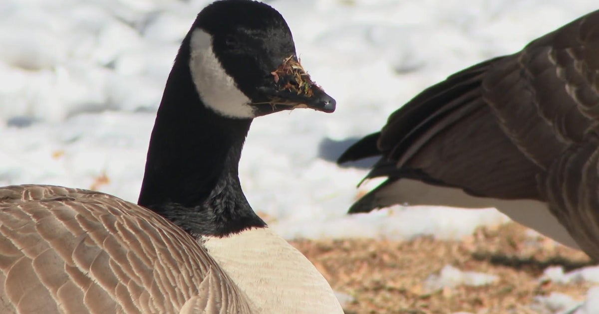 Denver health officials warn residents to stay away from sick, dead ...