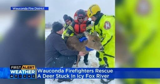 Wauconda Fire Dept. rescues deer stuck in icy Fox River - CBS Chicago