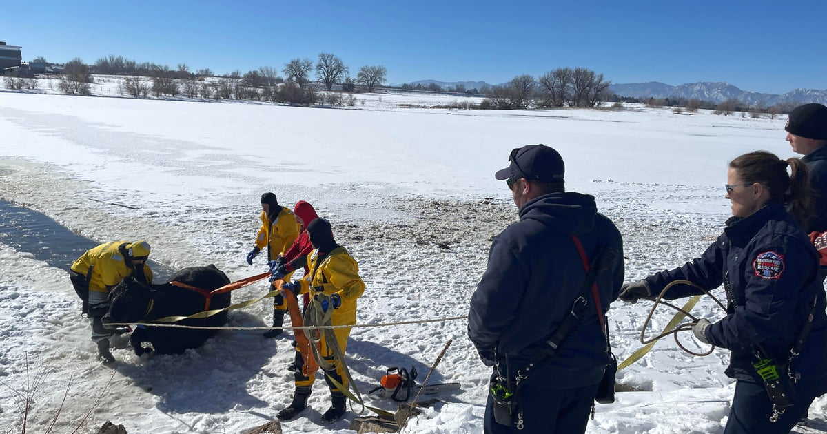 Cow rescued from icy reservoir in Erie - CBS Colorado