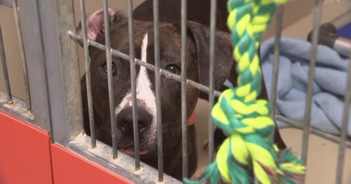 ACCT Philly teams up with Kansas City animal shelter for Super Bowl ...