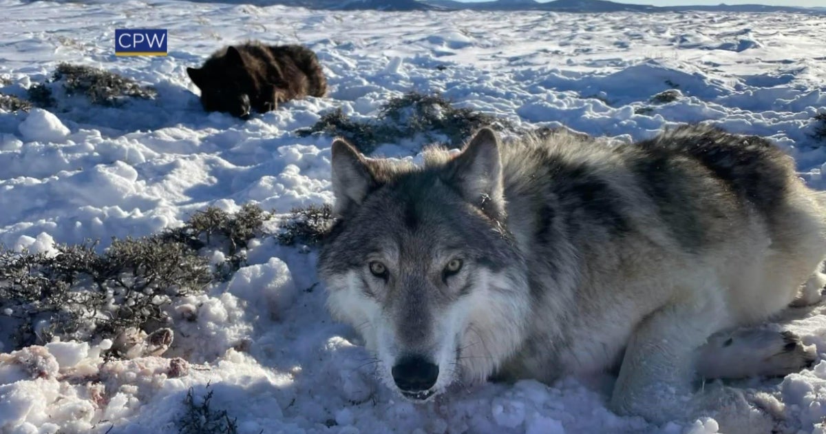 2 gray wolves collared to better understand behaviors for wolf ...