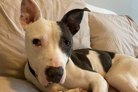 PAWS Pet of the Week: Cabana - CBS Chicago