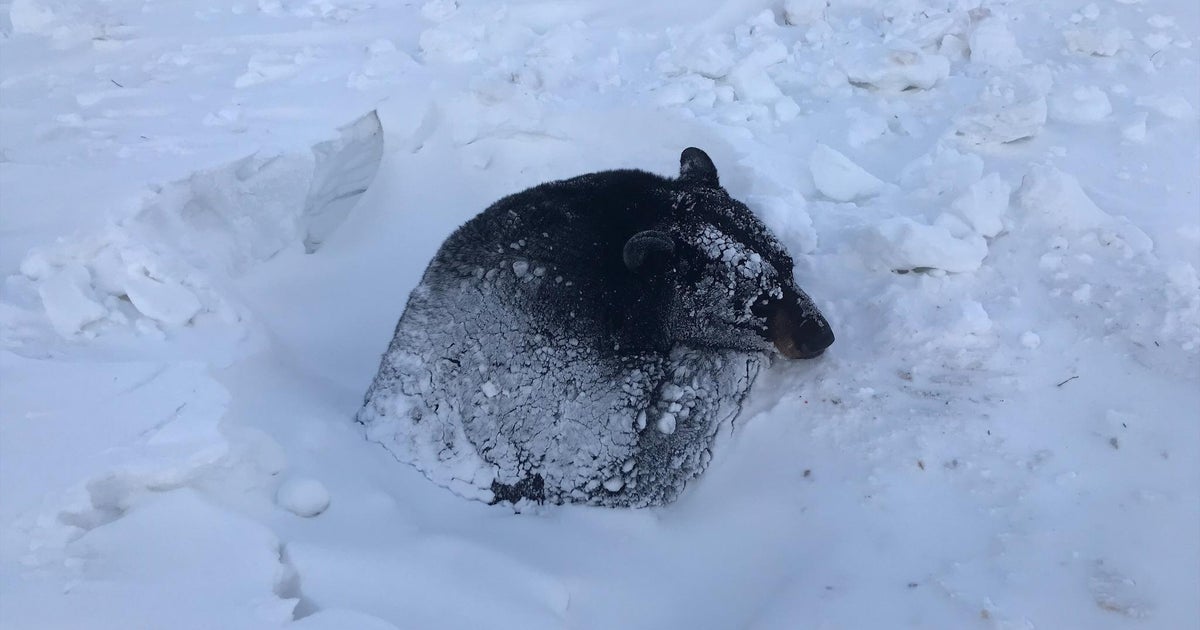 Hibernating bear rescued after becoming stuck in deep snow and ice ...