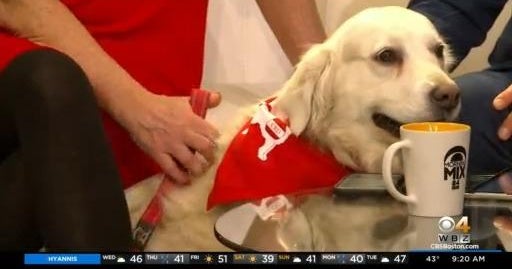 Golden retrievers trained by GOFI DOGS join the Morning Mix! - CBS Boston