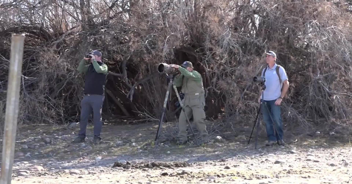 Montgomery County native trying to save bald eagle population - CBS ...