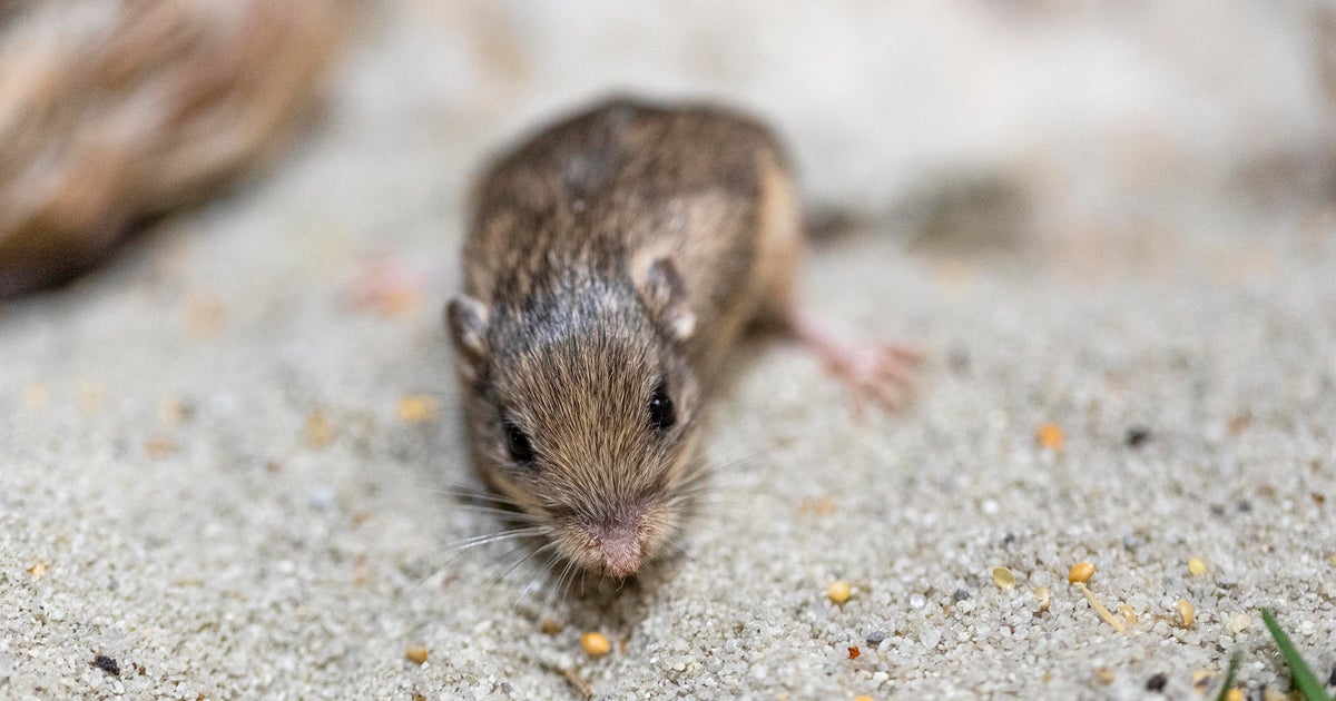 Tiny mouse named after "Star Trek" actor wins Guinness award for ...