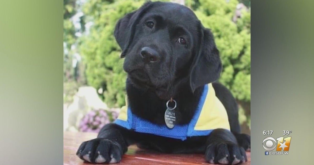 8 service dogs trained in Irving head to new homes after graduation ...