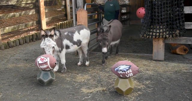 Zoo animals pick Super Bowl LVII winners - CBS News