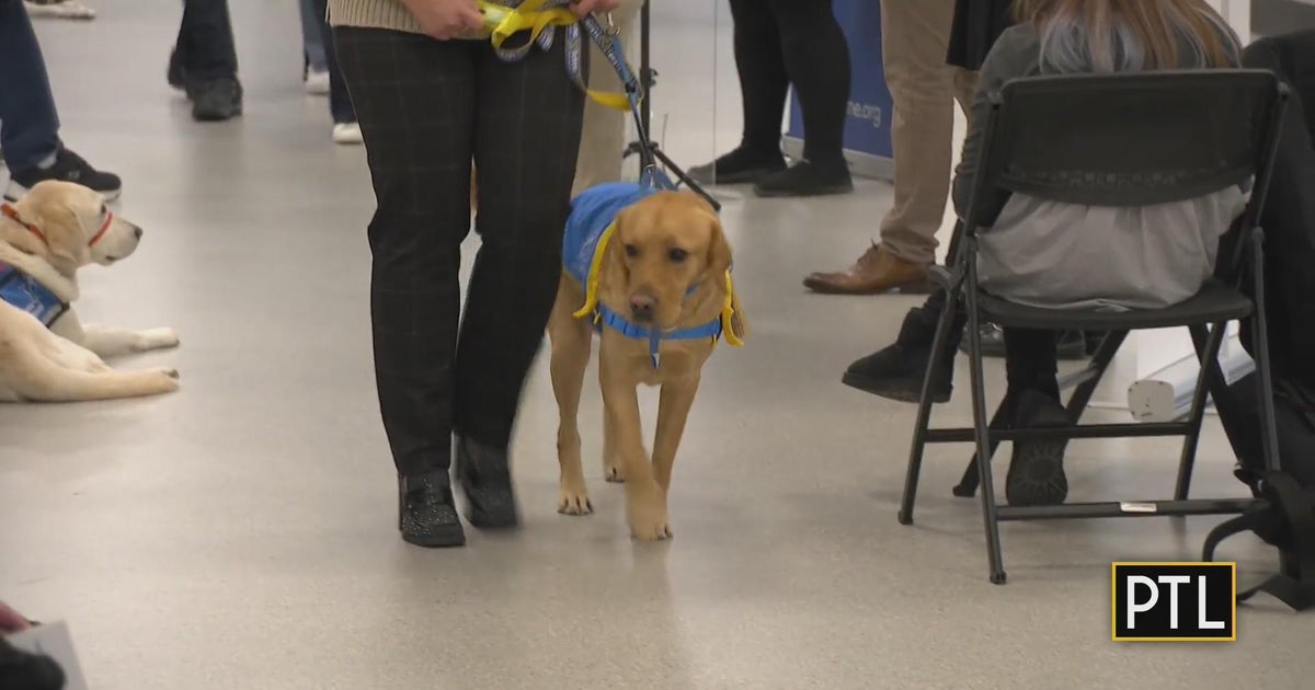 Donny begins professional service dog training - CBS Pittsburgh