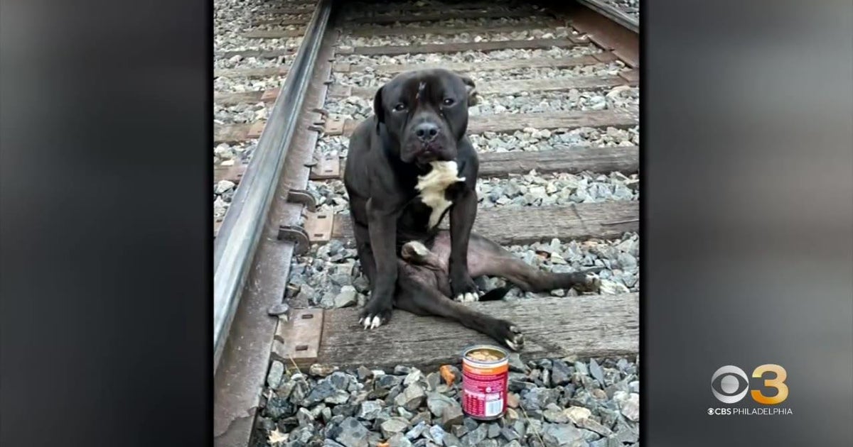 Philly Rescue Angels provide update on Lucky the rescue dog - CBS ...