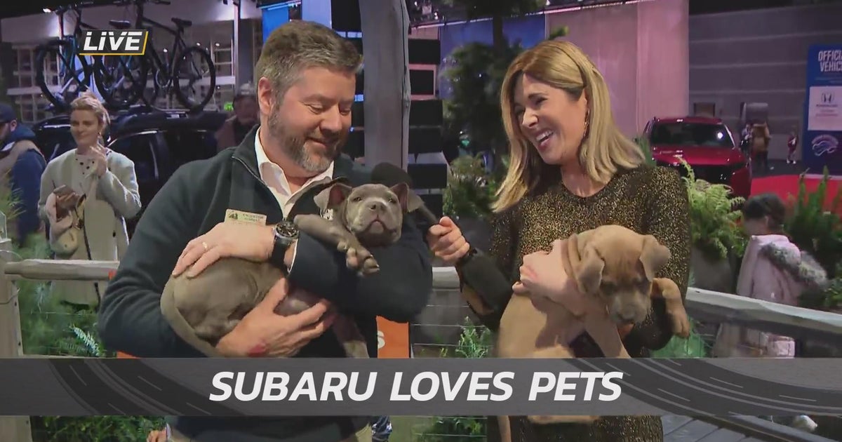 Subaru Loves Pets: Adorable, adoptable dogs at the Auto Show - CBS Chicago
