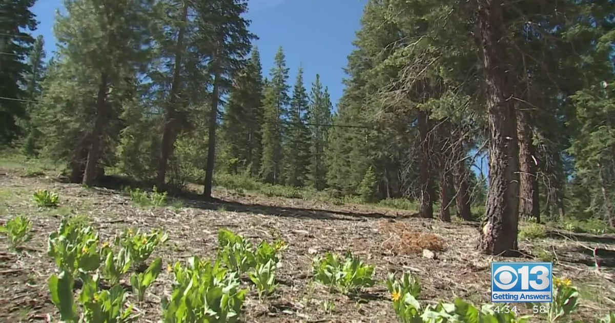 USFS working on new imitative to fight wildfires by clearing dead and ...