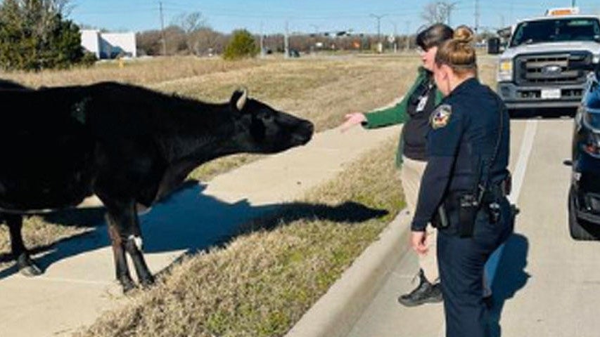 Stories About McKinney Police Department - CBS Texas