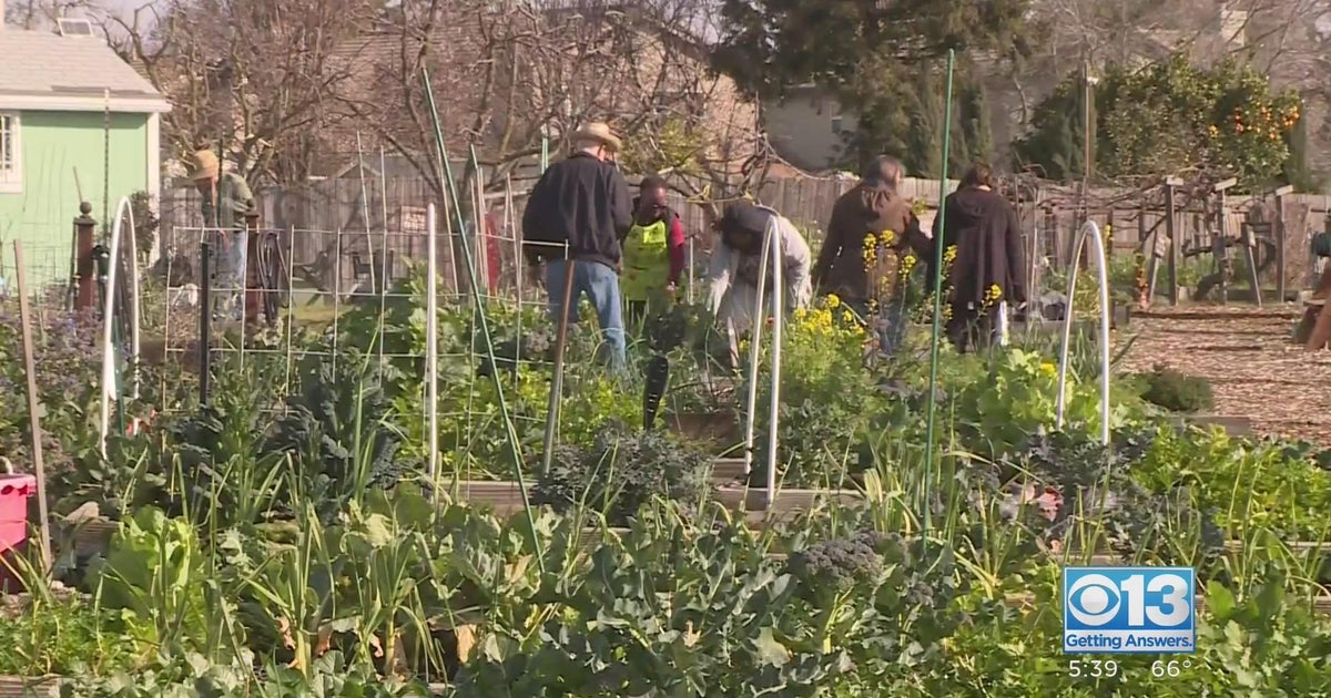 Elk Grove community garden helping grow community along with fresh ...