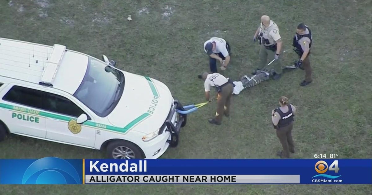 Alligator caught near Kendall home - CBS Miami