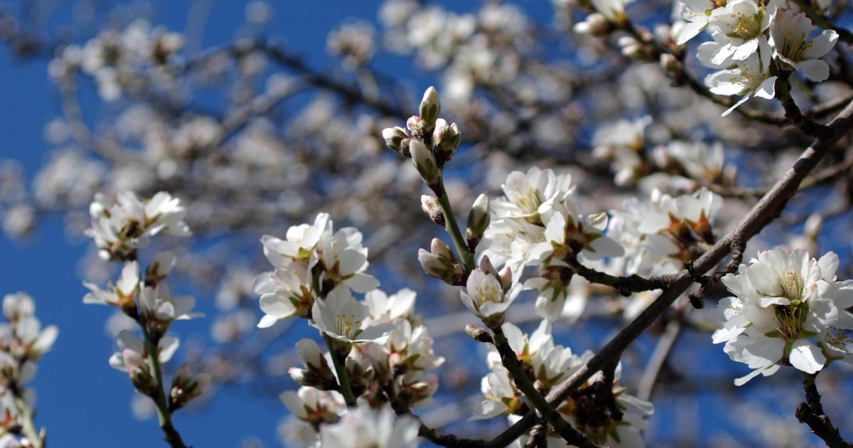 Winter cold snap comes at the worst possible time for almond farmers ...