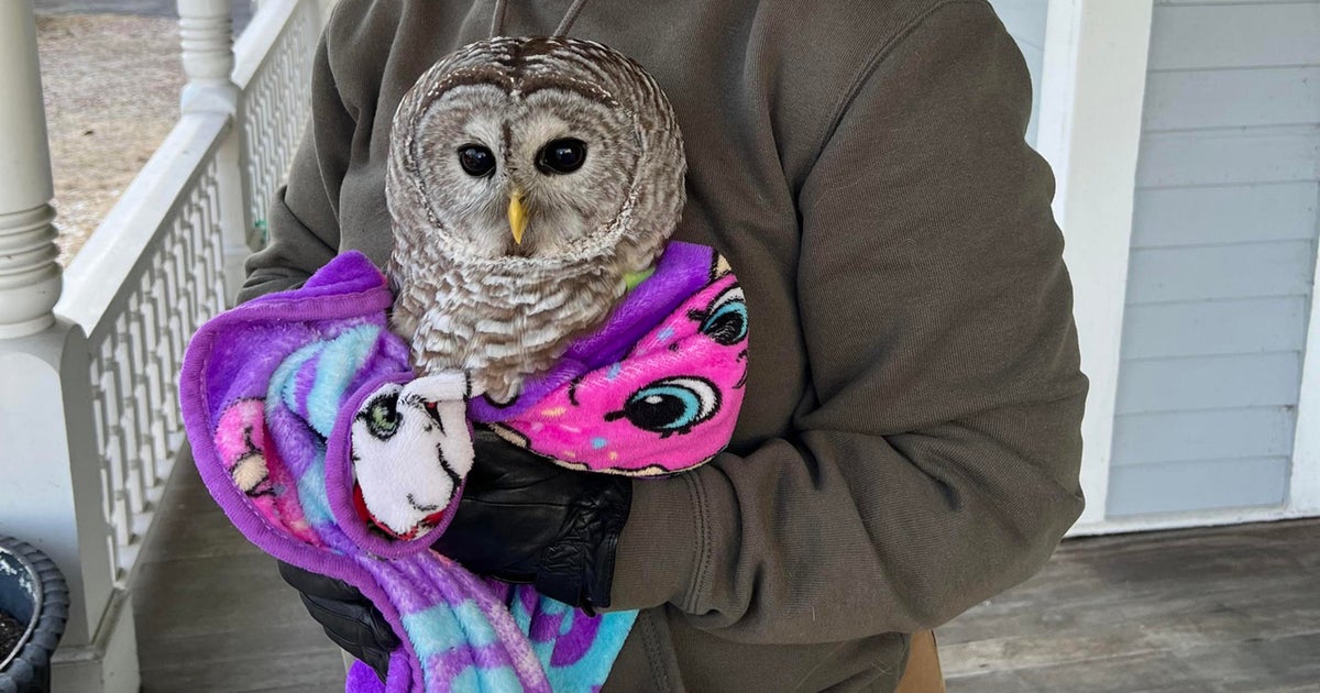Owl OK after flying through glass window in Northampton - CBS Boston