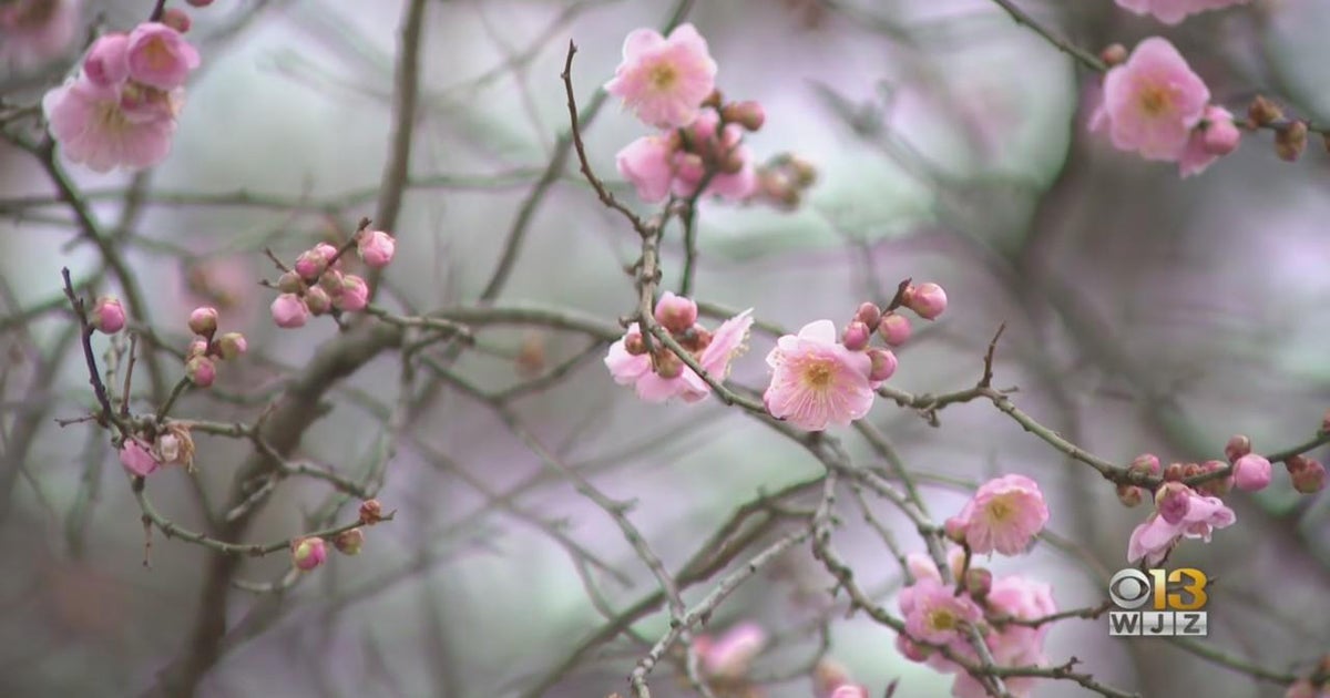 National Park Service says Cherry Blossom indicator tree began budding ...