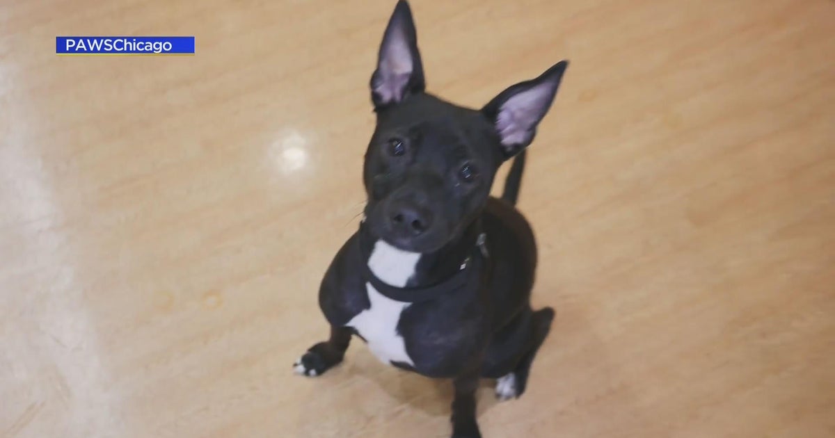 PAWS Pet of the Week: Tessa - CBS Chicago