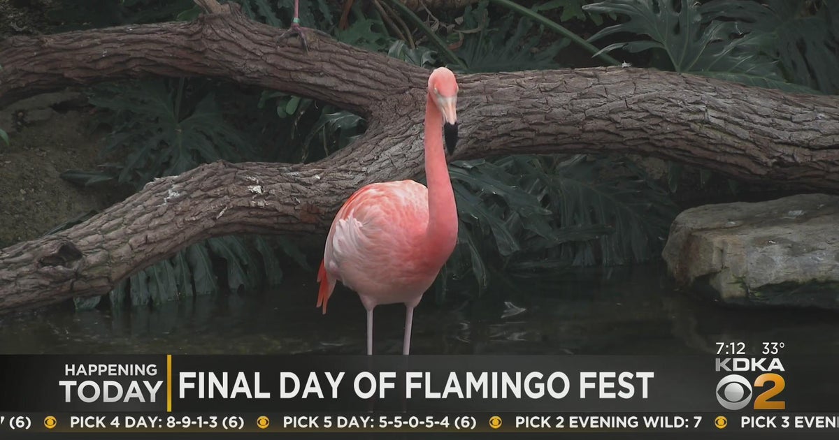 Flamingo Fest wrapping up Sunday - CBS Pittsburgh