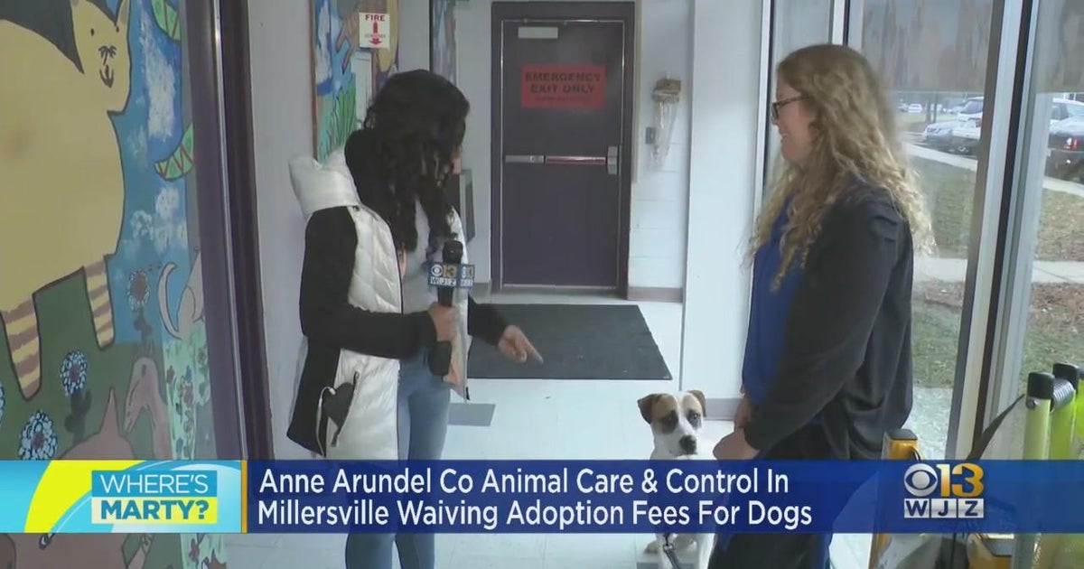 Where's Alexus? Meeting furry friends at Anne Arundel Co. Animal Care ...