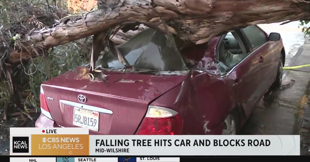Toppled trees cut power in Brentwood, damage Mid-Wilshire car - CBS Los ...