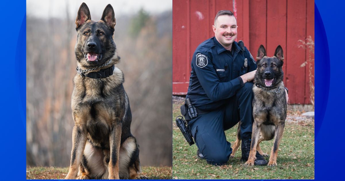 New K9 officer joins Farmington Hills Police Department - CBS Detroit