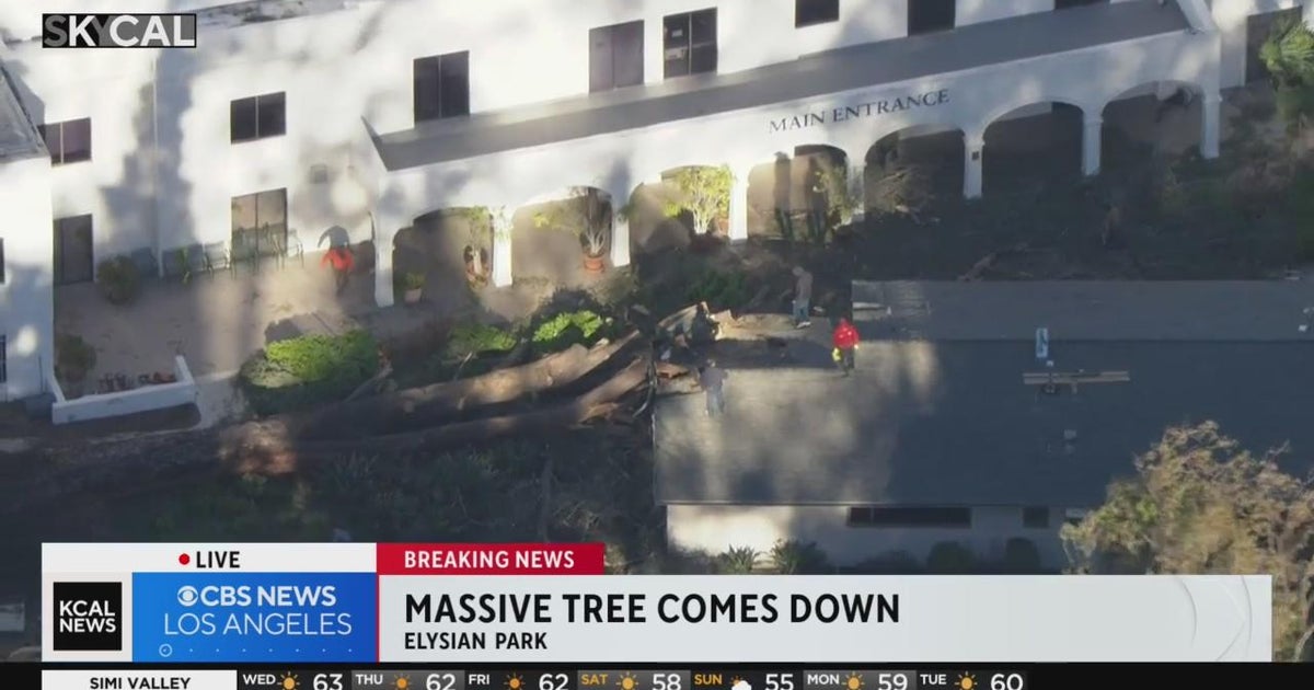 Elysian Park massive tree down - CBS Los Angeles