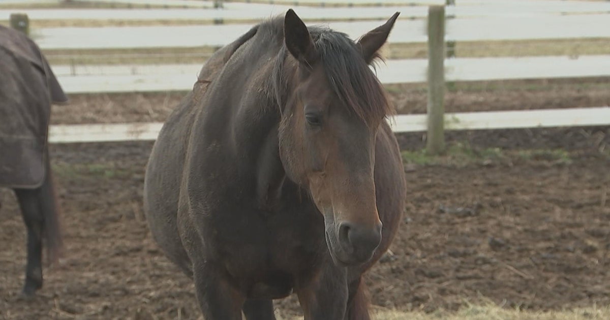 Foal season: How to watch next generation of race horses enter world ...