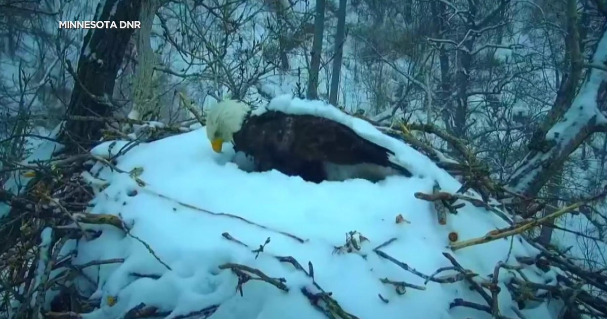 A closer look at the DNR’s EagleCam - CBS Minnesota