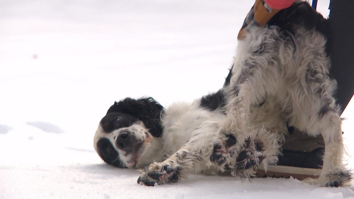 Dog falls down uncovered 30-foot well in Minnesota, then helps rescue ...