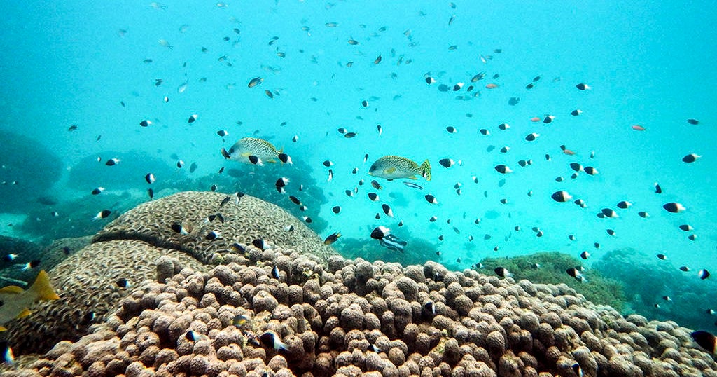Nations Reach Historic Accord To Protect Marine Life On High Seas Cbs