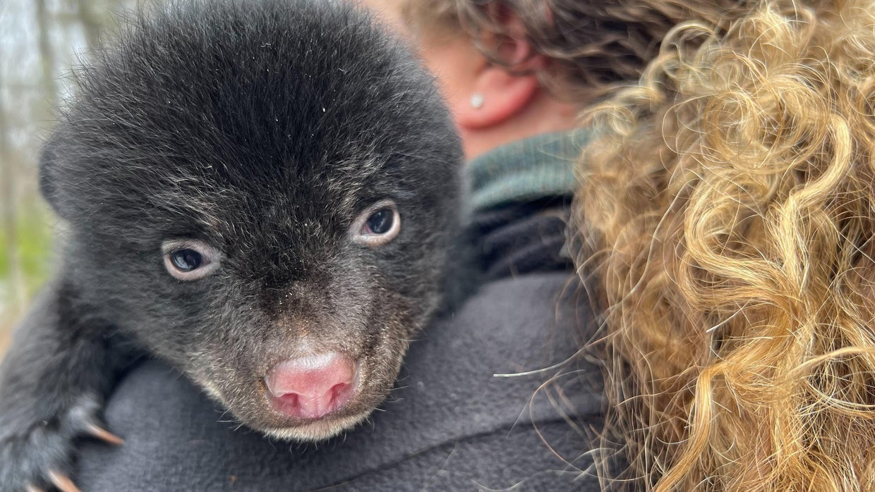 MassWildlife offers rare look inside bear den to inspect health of ...