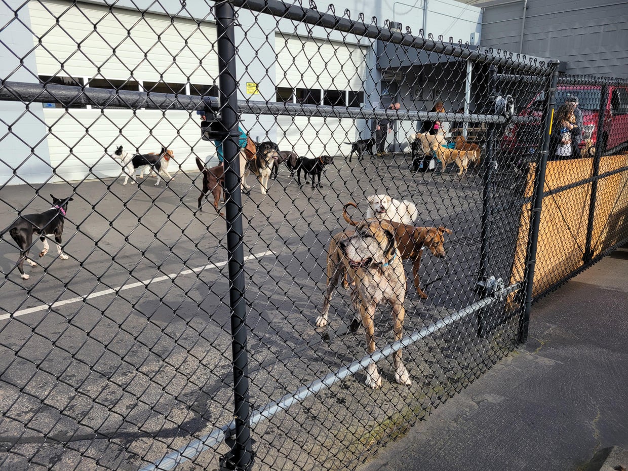 When a neighboring building filled with dogs caught fire, these ...