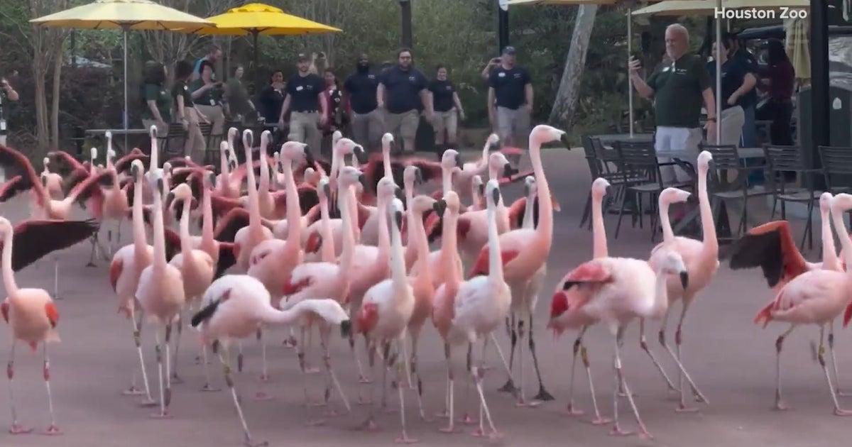 Flock of flamingos get to walk their way to new digs - CBS Minnesota